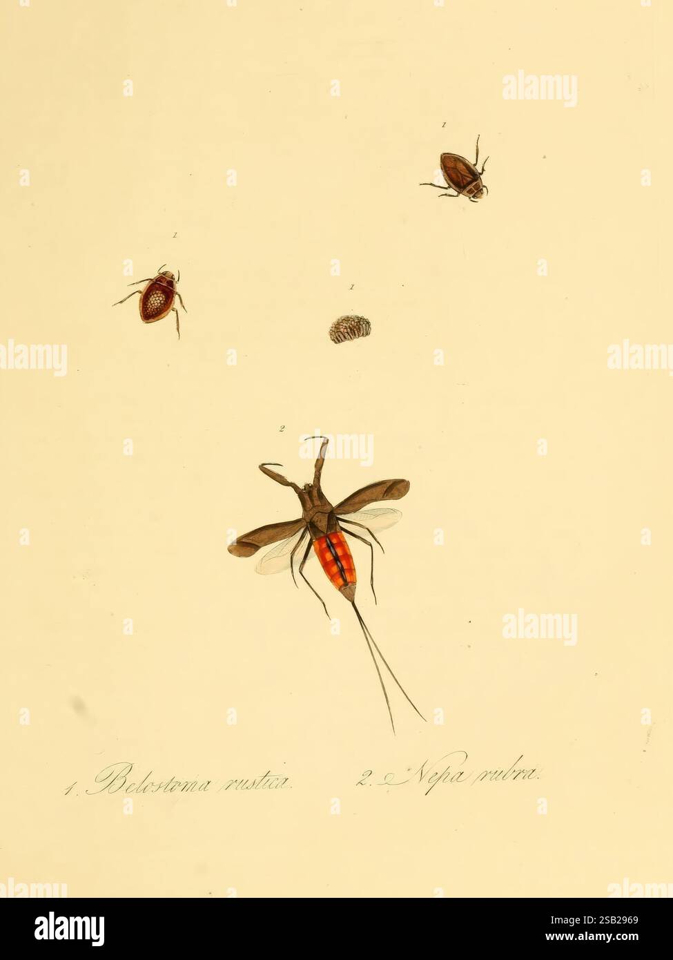 Oval shaped larvae hi-res stock photography and images - Alamy