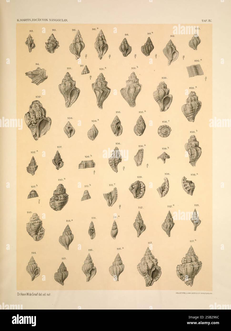 Classification of different types of bivalves hi-res stock photography ...