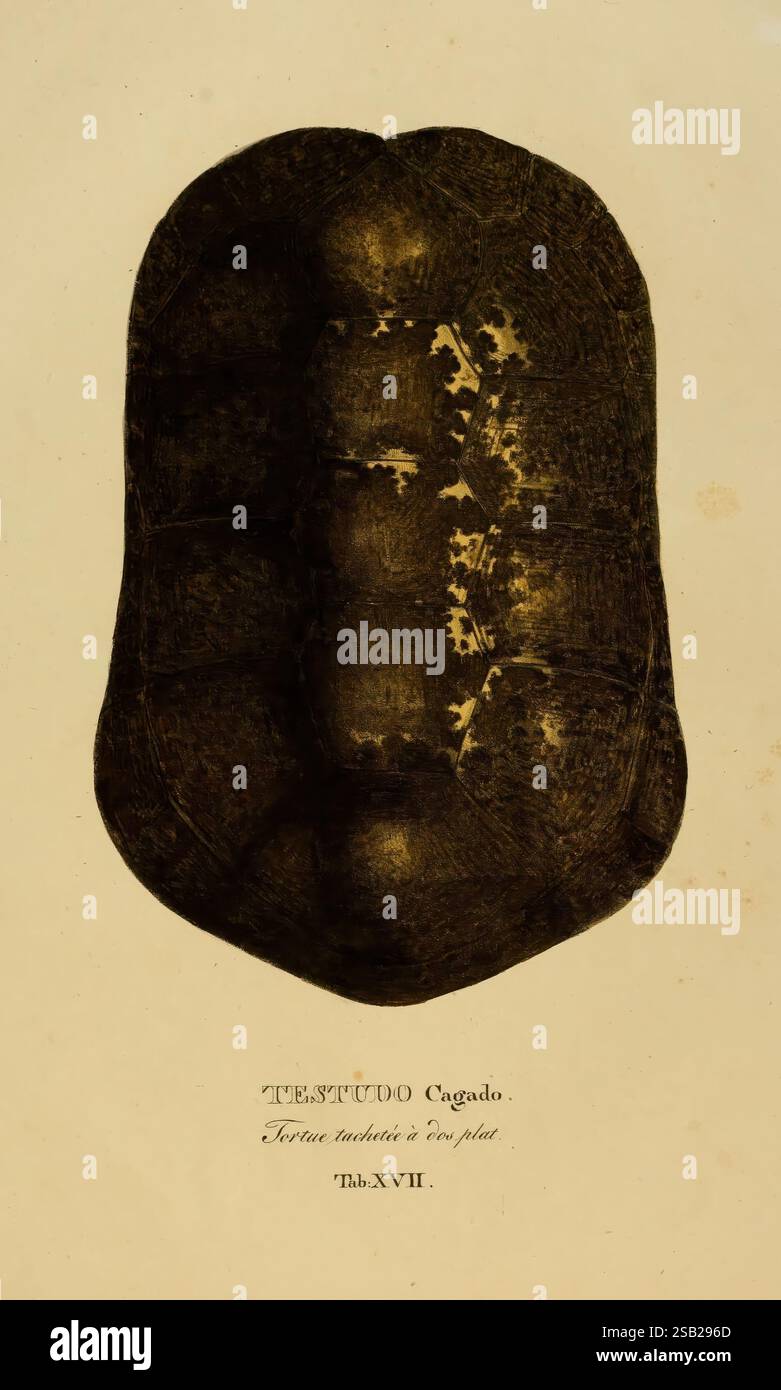 Characterize tortoise armor hi-res stock photography and images - Alamy