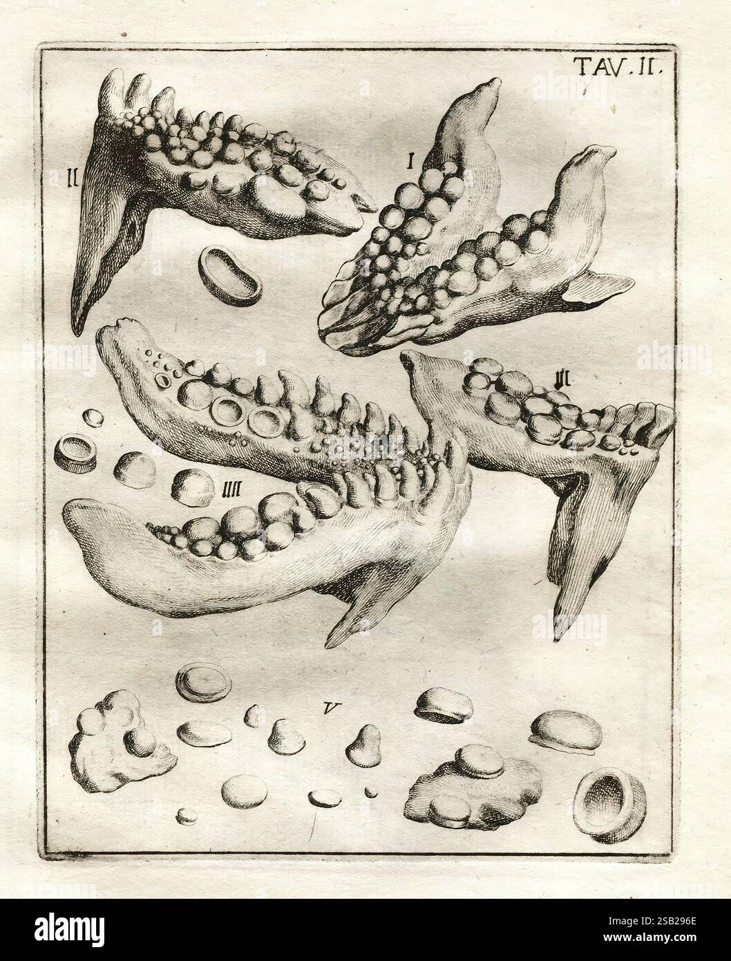 Section highlights distinct shapes hi-res stock photography and images ...