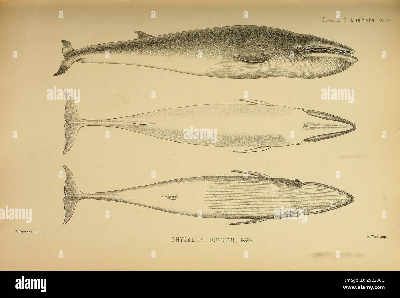 Proceedings of the Zoological Society of London, London, Academic Press ...