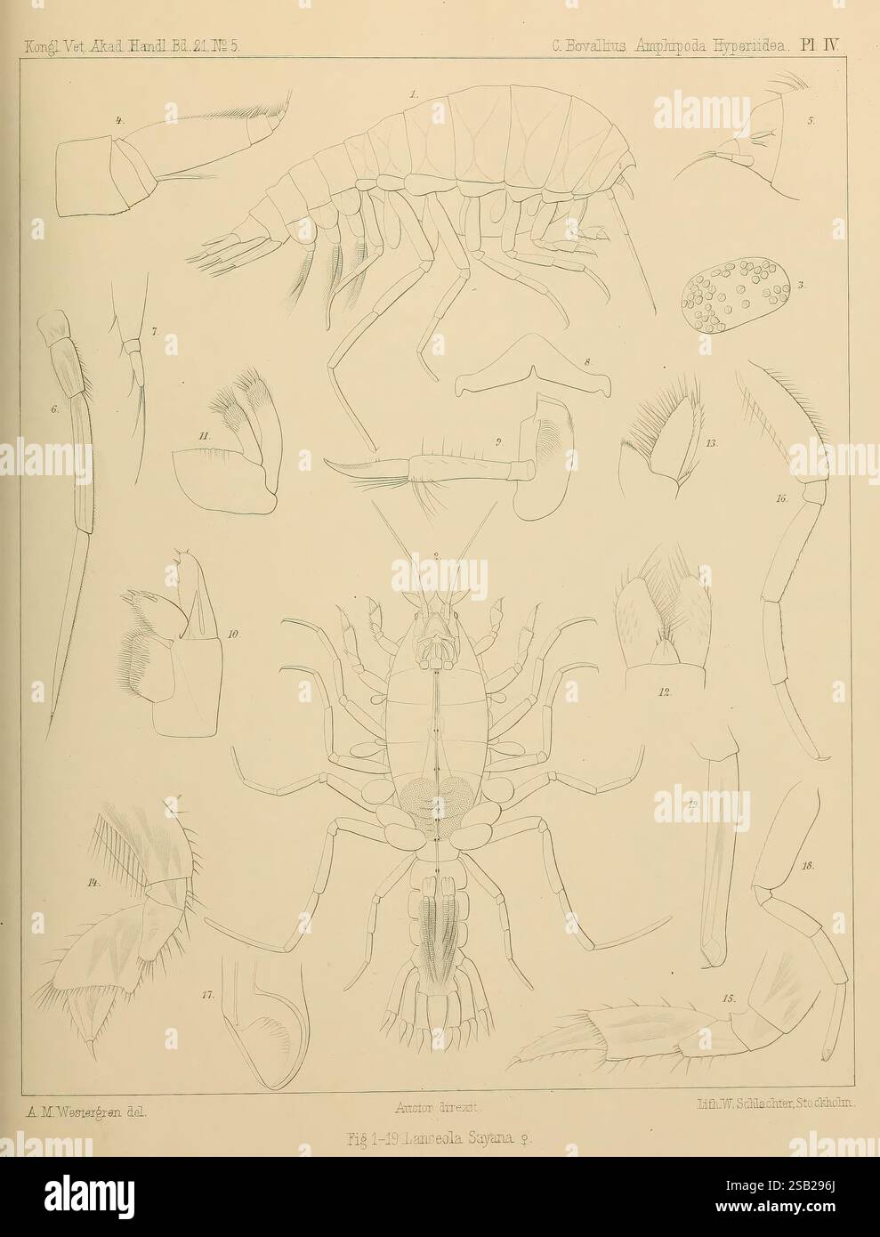 Contributions to a monograph of the Amphipoda Hyperiidea, 1887-89 ...