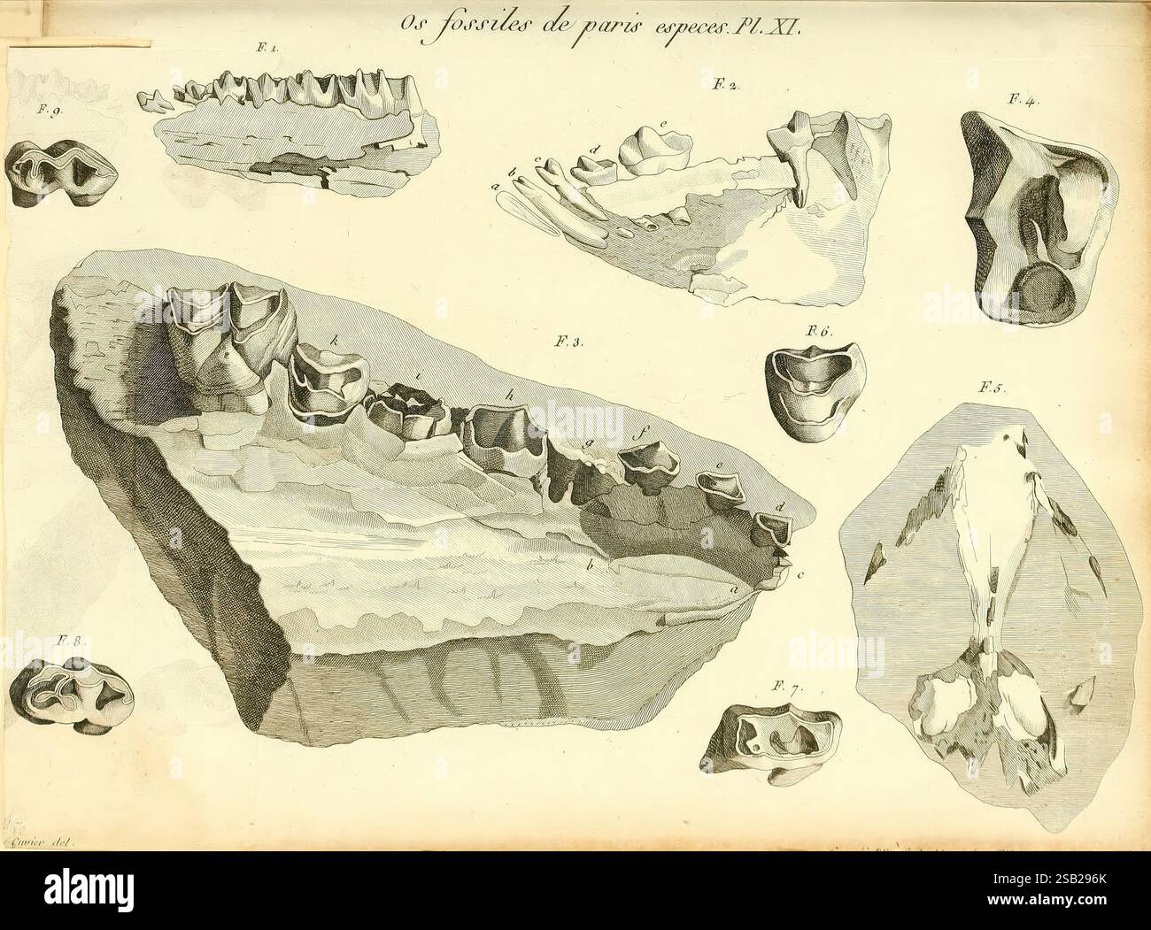 Fossils importance in understanding hi-res stock photography and images ...