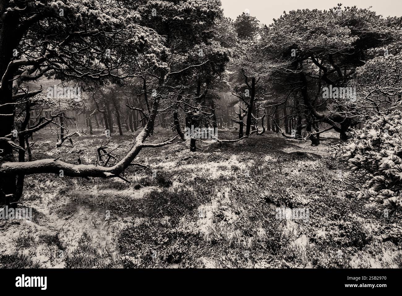 Snowy forest in Yorkshire Stock Photo - Alamy
