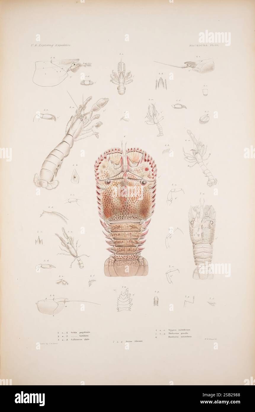 Crustacea, Philadelphia, Printed by C. Sherman, 1852-55 [i.e. 1861 ...