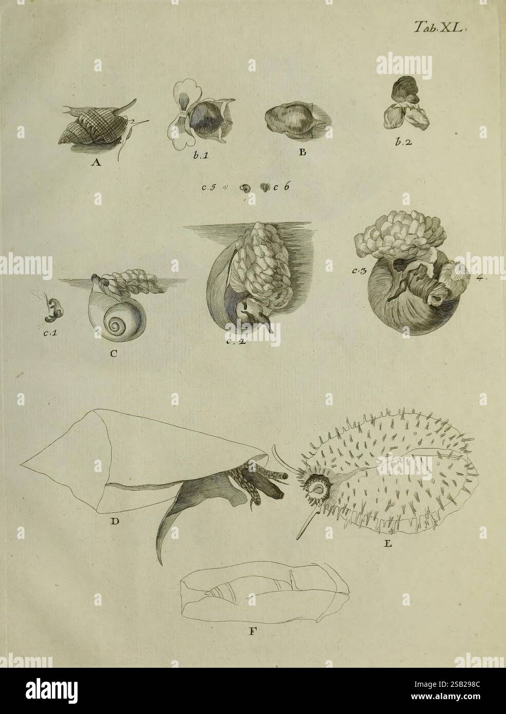 Icones rerum naturalium, Hauniæ [i.e, Copenhagen], Ex officina Mölleri ...