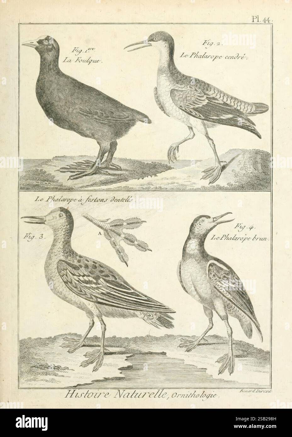 Highlighting unique feather patterns hi-res stock photography and ...