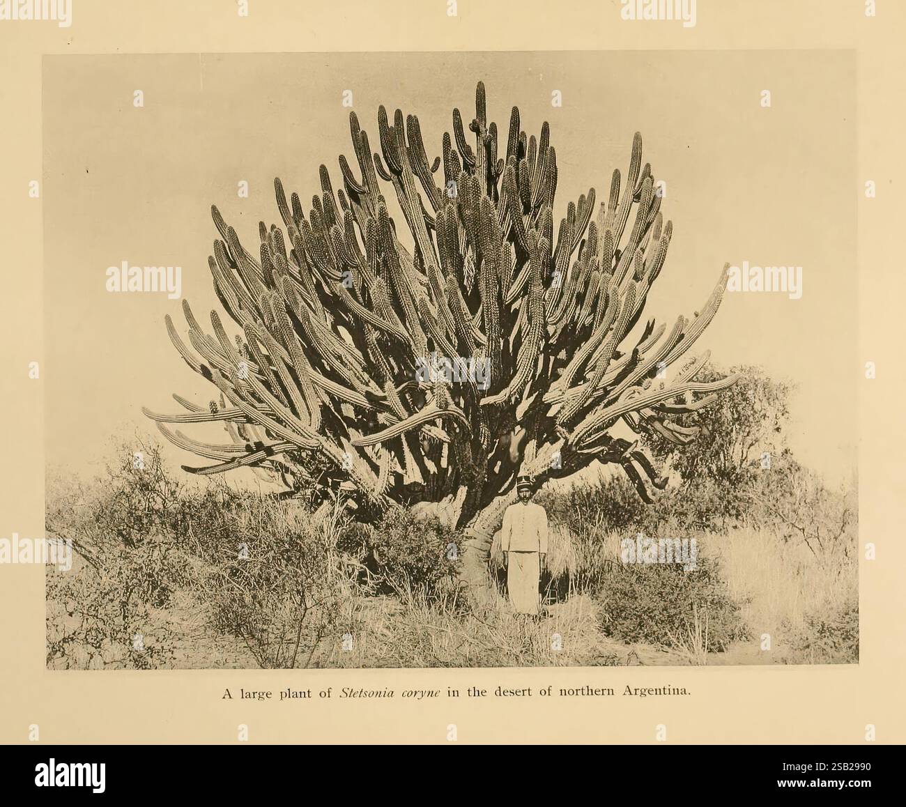 The Cactaceae, Washington, Carnegie Institution of Washington, 1919 ...