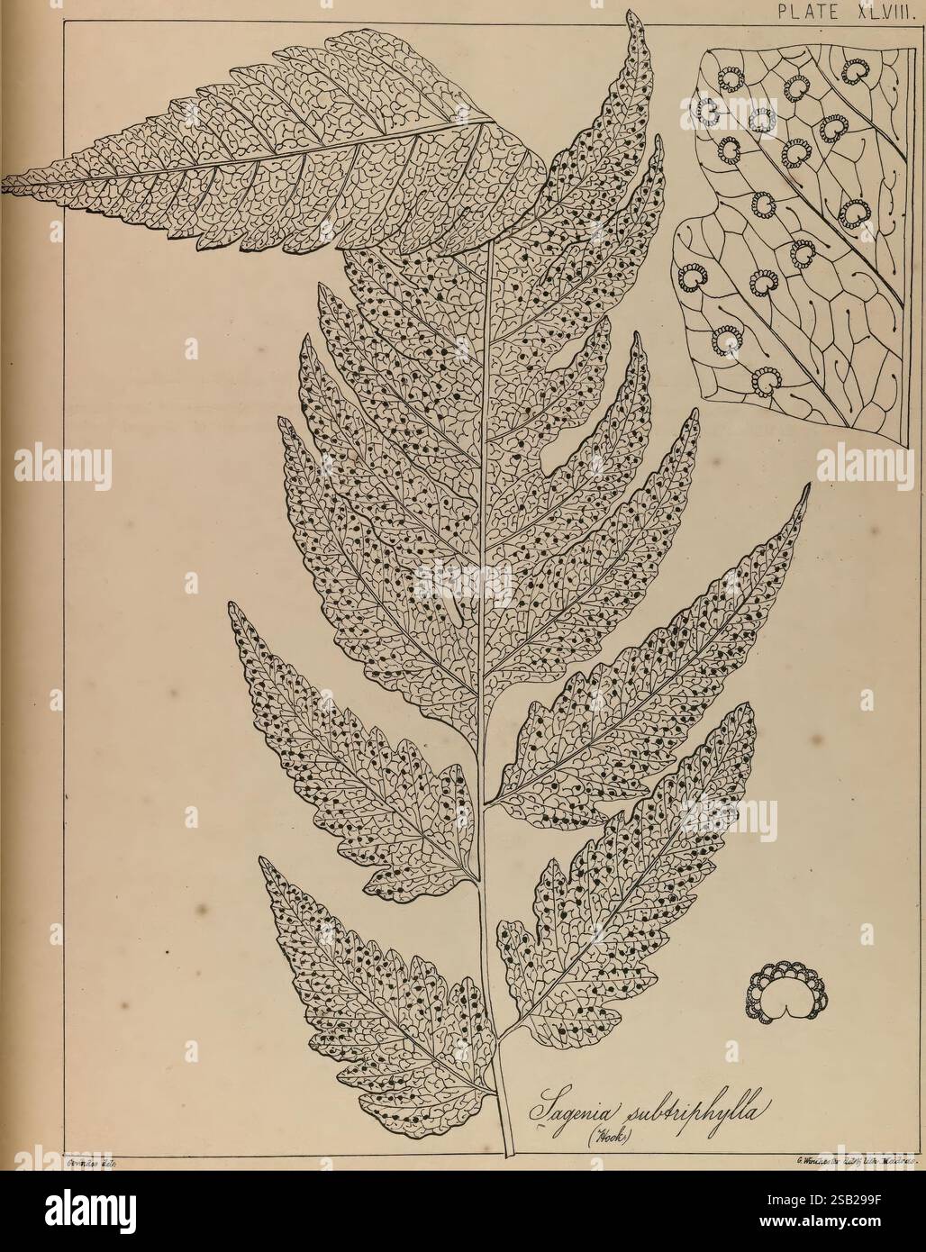 The Ferns Of British India Madras Printed By Gantz Brothers 1866 India Pteridophyta