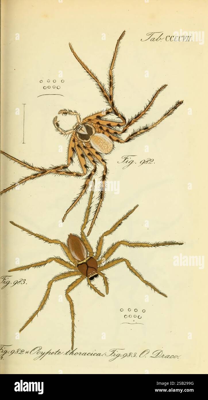 Two distinct arachnid specimens hi-res stock photography and images - Alamy