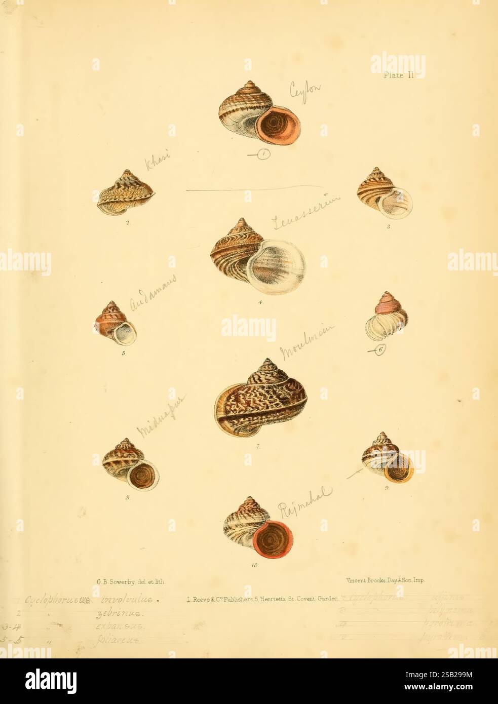 Conchologia Indica, London, 1870-1876, shells, India, mollusks, An ...