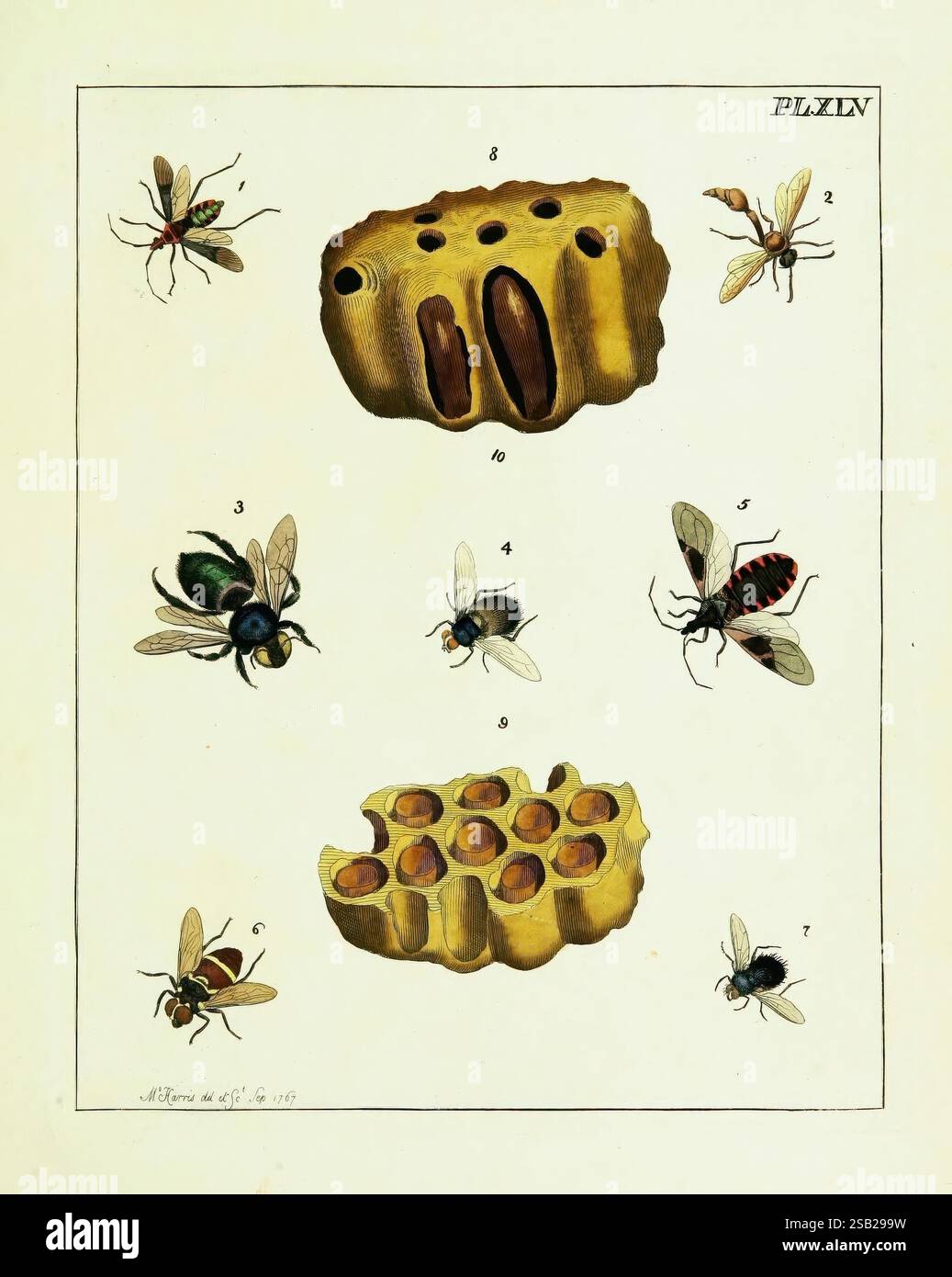 Illustrations, of, Natural, History, London, Printed, for the, author ...