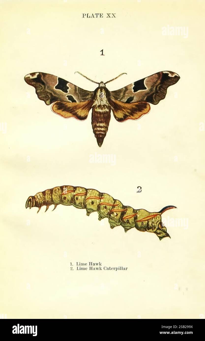 Rust mimic moth hi-res stock photography and images - Alamy