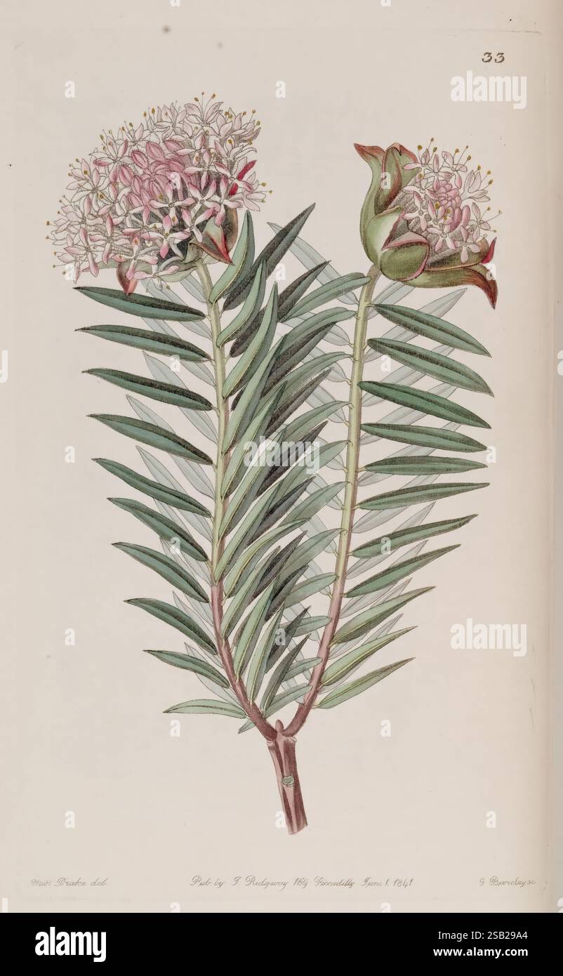 Edwards's botanical register London James Ridgway 1829-1847 1829 19th ...