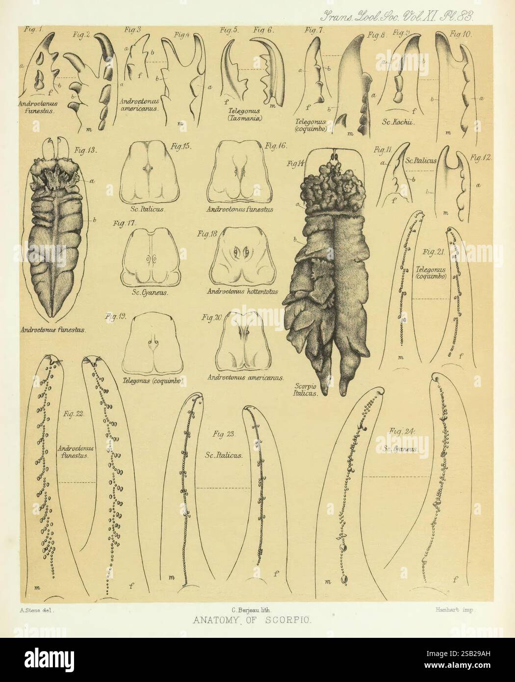 On the muscular and endoskeletal systems of Limulus and Scorpio, n.p ...