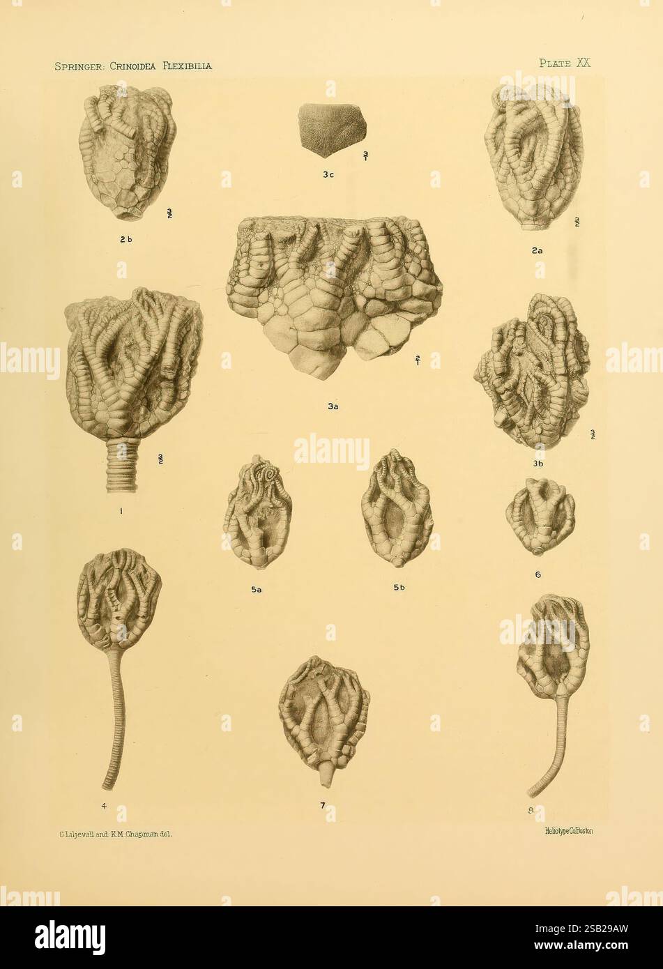 Chondria flexilis hi-res stock photography and images - Alamy