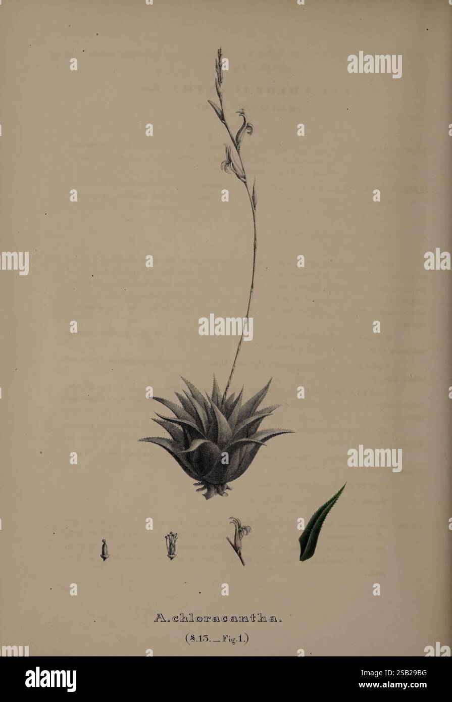 Aloe chloracantha hi-res stock photography and images - Alamy