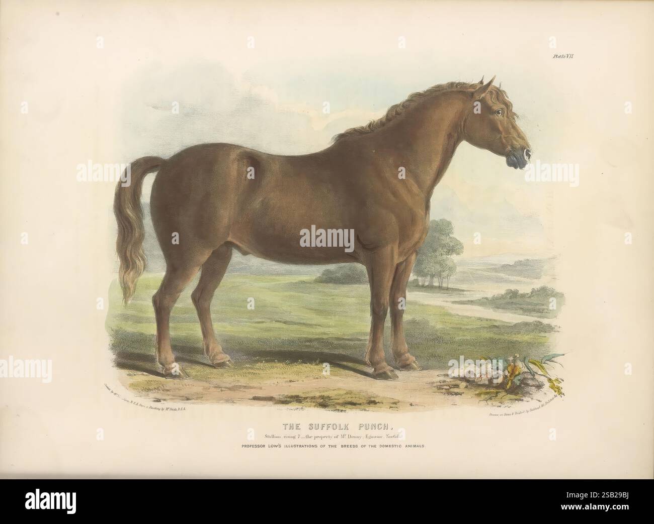 The breeds of the domestic animals of the British Islands London ...
