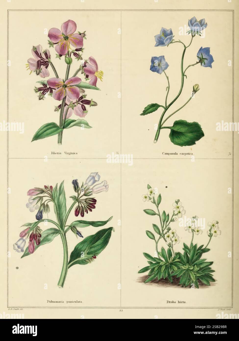 The botanic garden London Simpkin & Marshall 1825 botany floriculture ...