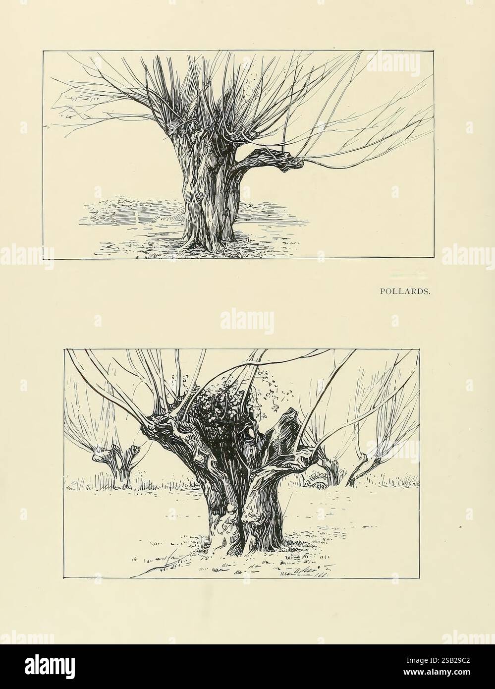 Another pollard hi-res stock photography and images - Alamy