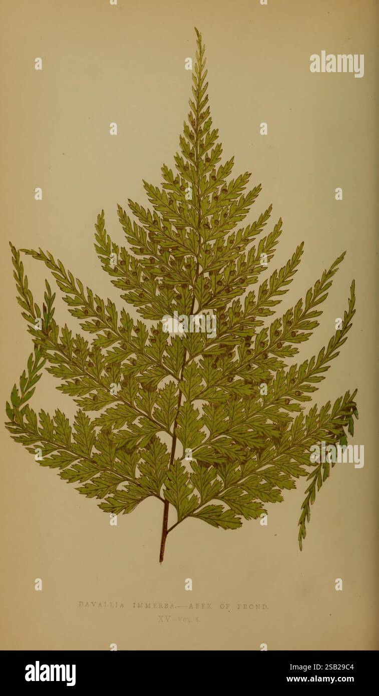 Labeled description indicating hi-res stock photography and images - Alamy