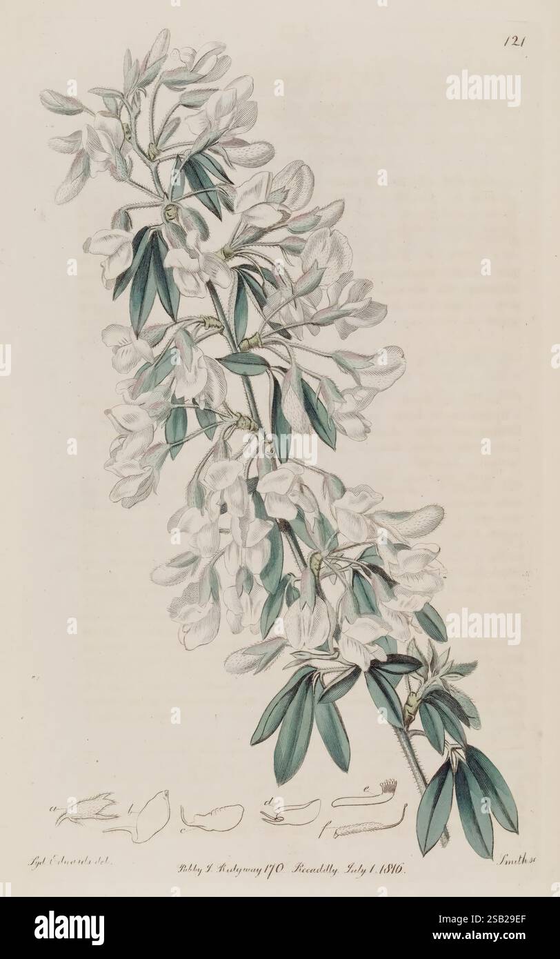 The Botanical Register, London, Printed for James Ridgway, 1815-1828 ...