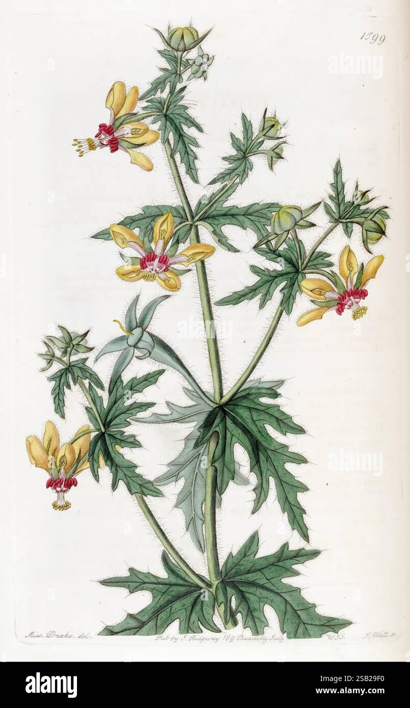 Plant introduction plants ornamental 65 sarah ann drake 2 women hi-res ...