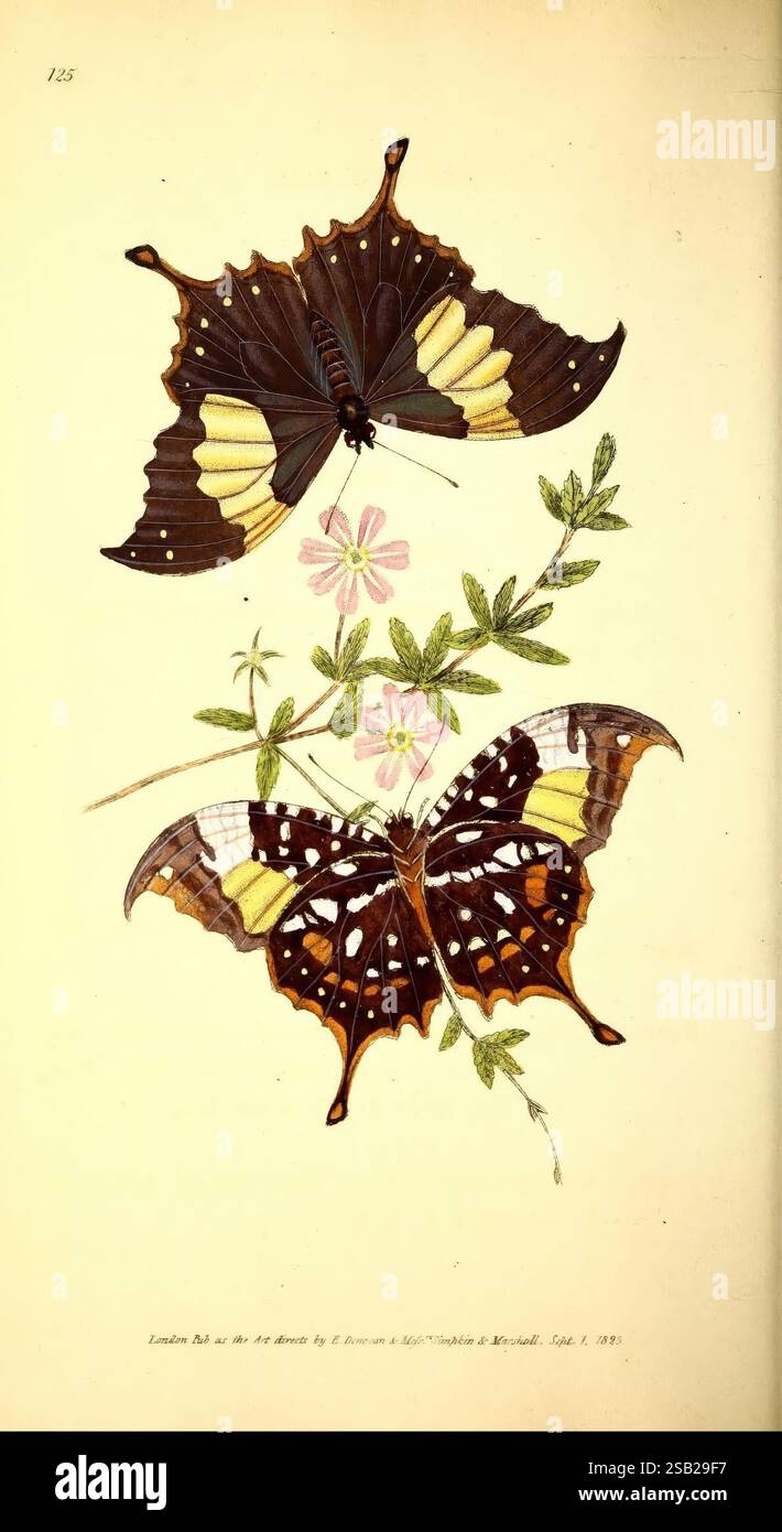 Illustration features two beautifully detailed butterflies posit hi-res ...