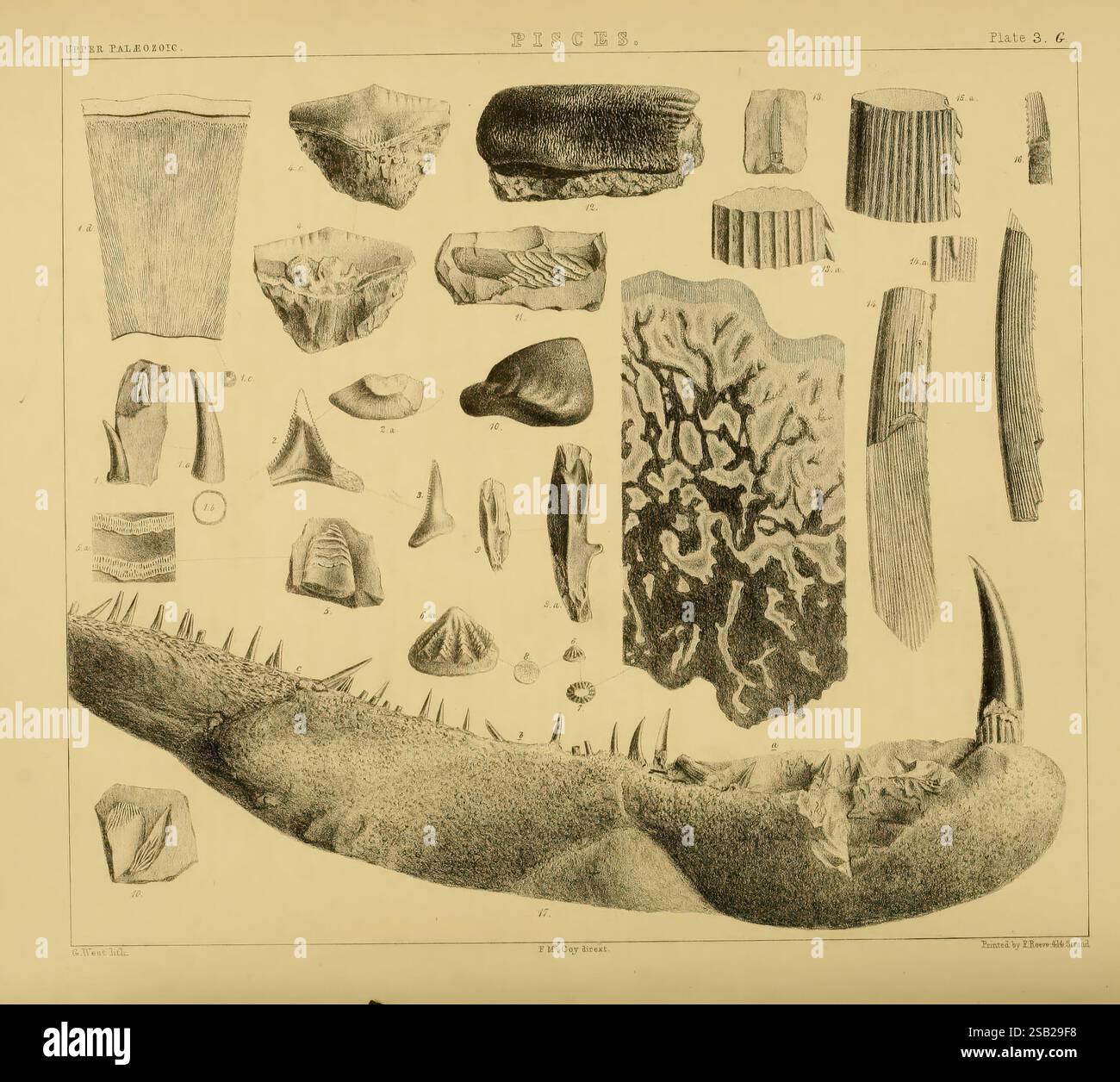 A synopsis of the classification of the British Palæozoic rocks London ...