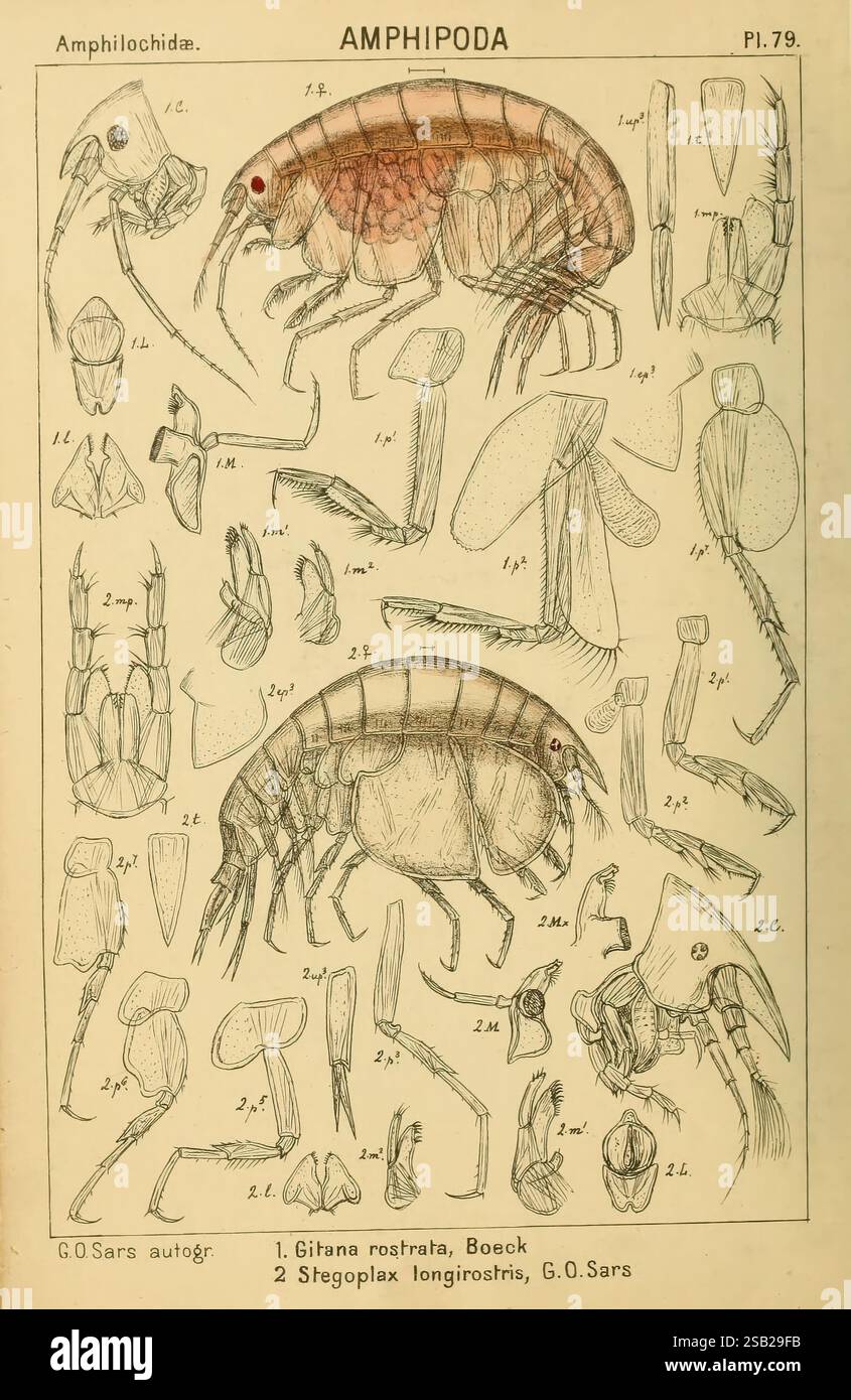 Detailed labeled diagrams of different body parts hi-res stock ...