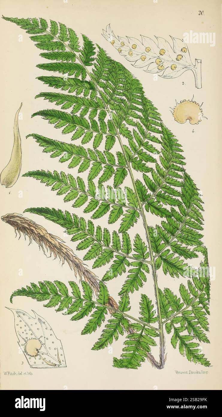 The, British, ferns, or Coloured, figures, and, descriptions, with, the ...