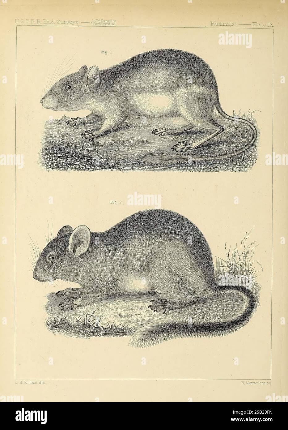 Catalogue, North American, mammals, with, drawings, and, proof, of ...