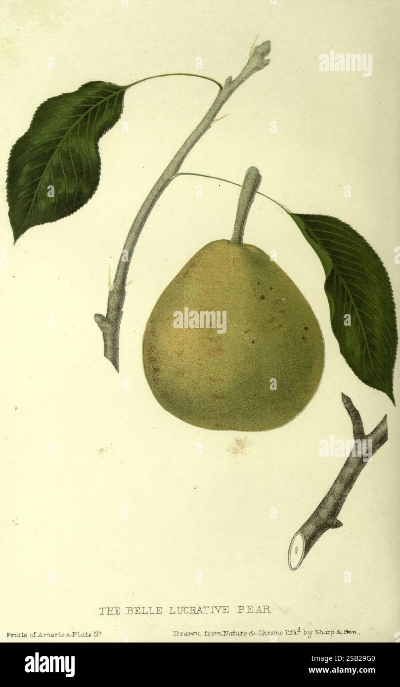 The fruits of America New York, D. Appleton & Co, 1853, fruit ...