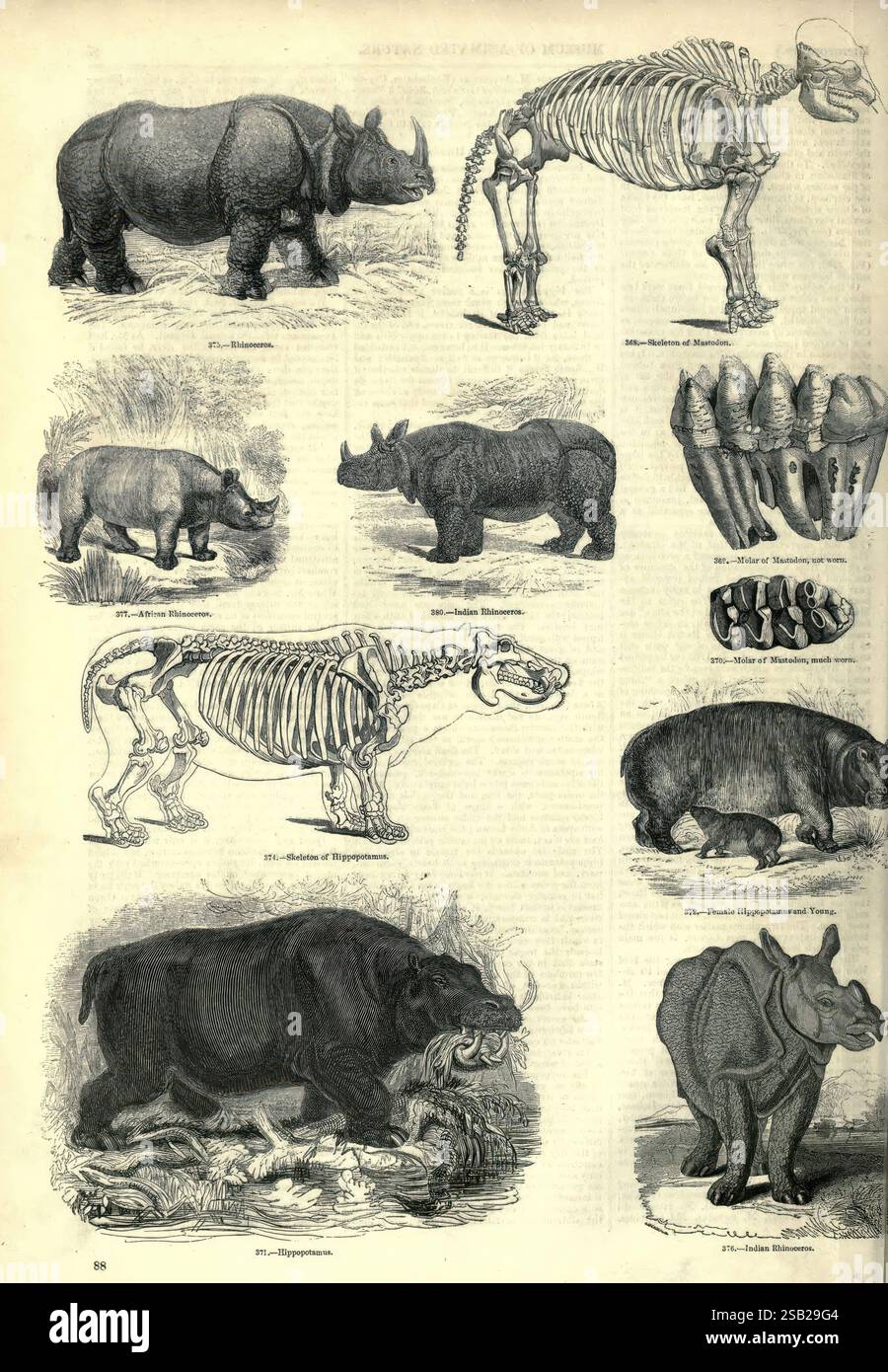 The Pictorial Museum of Animated Nature v.1. London, C. Cox, [1844 ...
