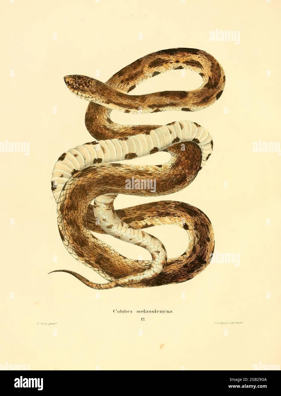 Snakes elongated form hi-res stock photography and images - Alamy
