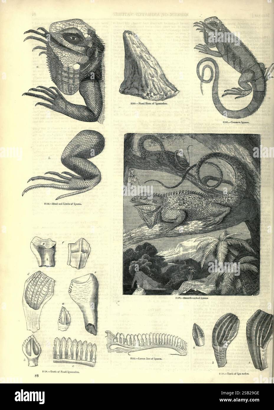 The Pictorial Museum of Animated Nature London C. Cox 1844 Zoology ...
