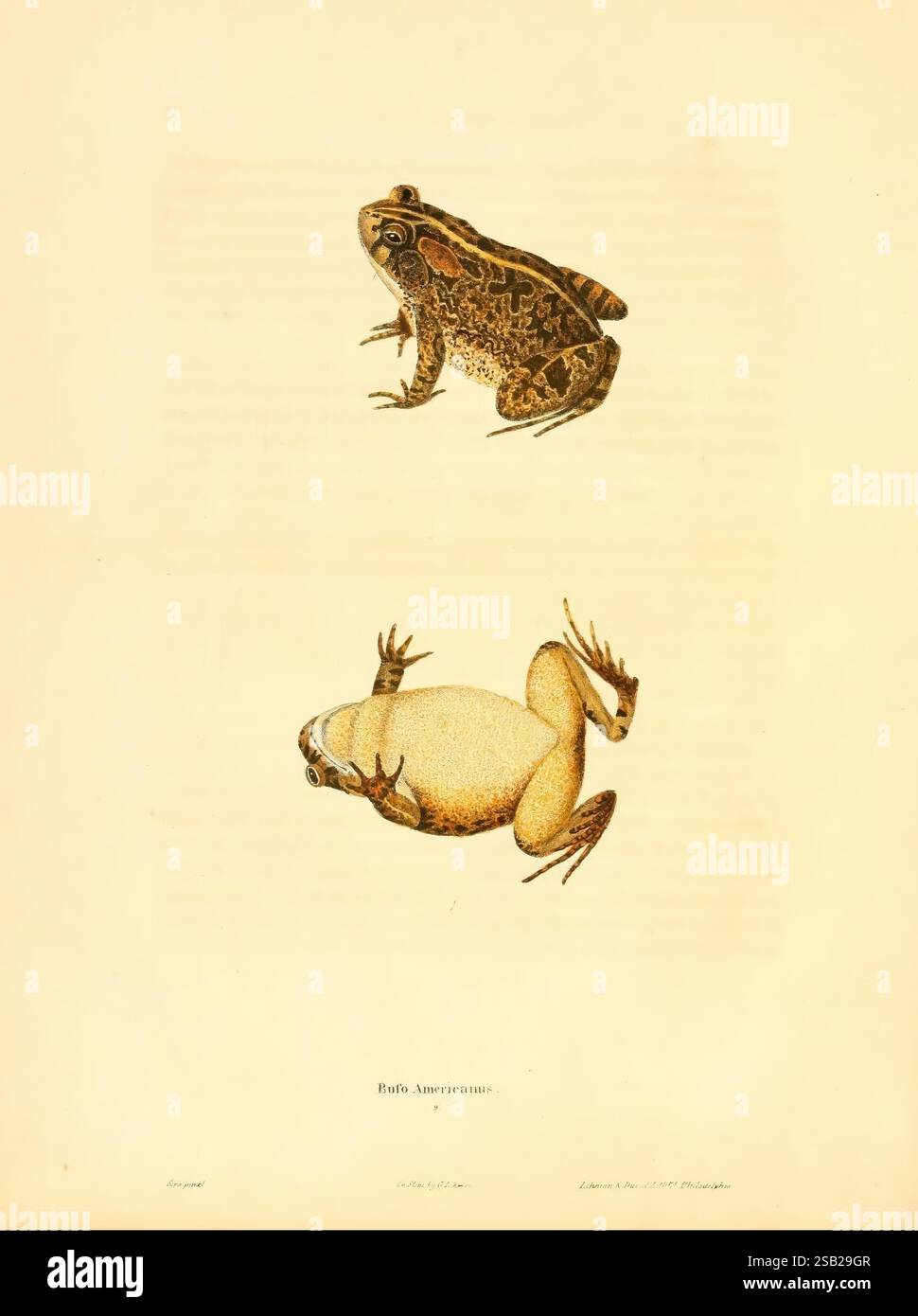 Second frog displays hi-res stock photography and images - Alamy