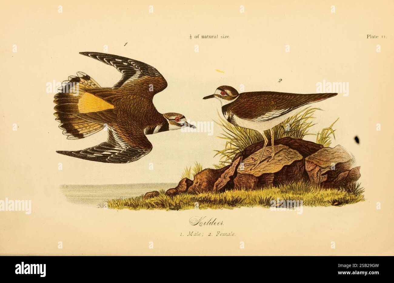 Bold eye markings add hi-res stock photography and images - Alamy