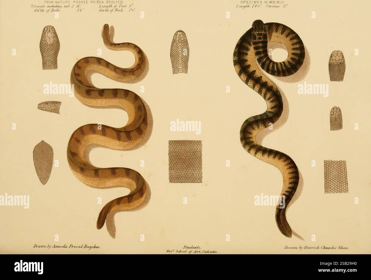The Poisonous Snakes of India London: J. & A. Churchill, 1878 India ...