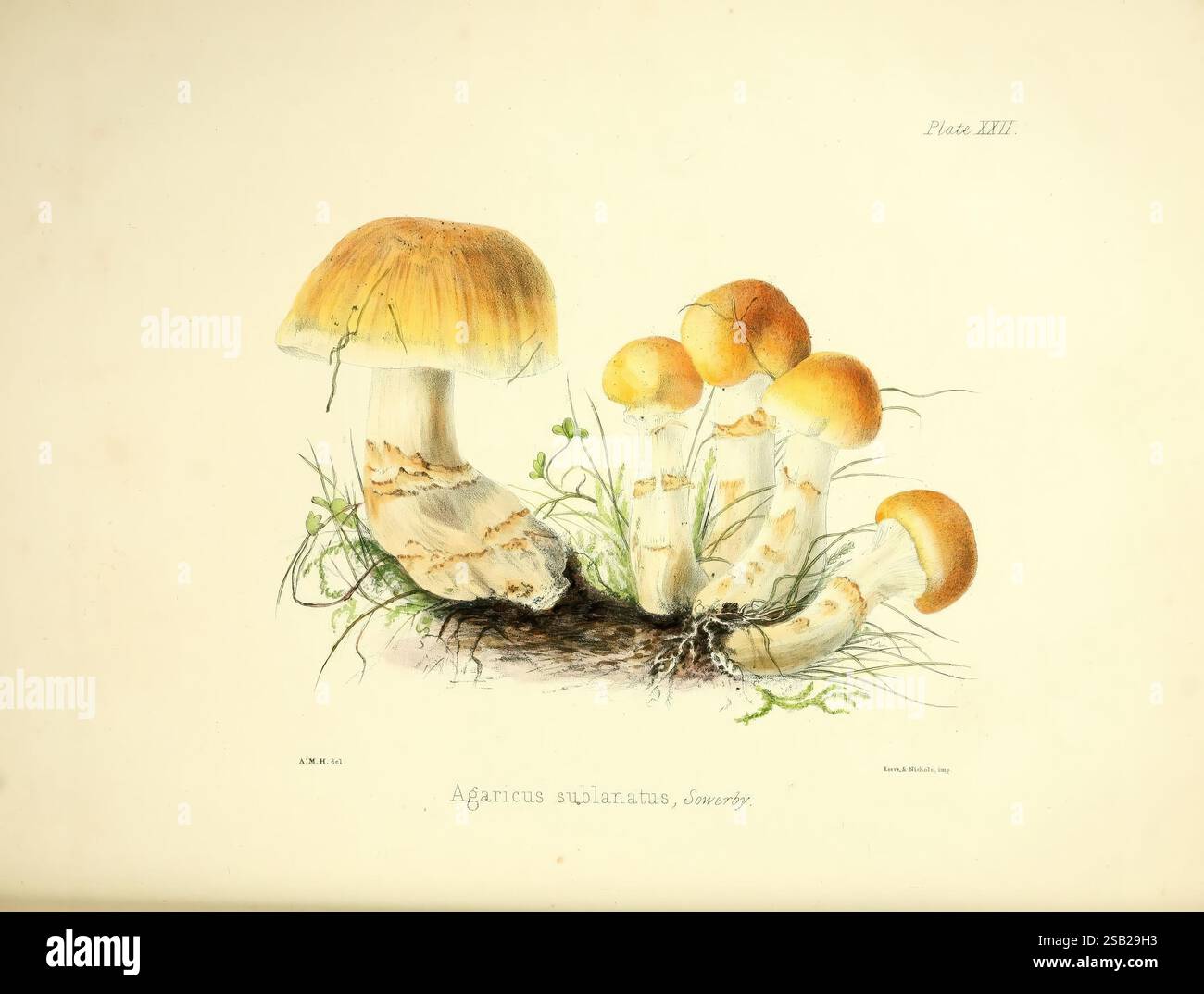 Feature various shades hi-res stock photography and images - Alamy