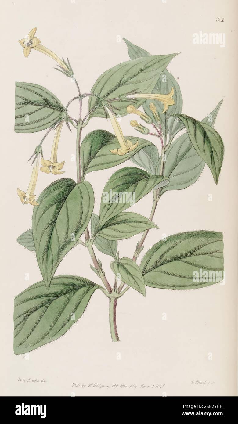 Edwards's botanical register London James Ridgway 1829-1847 1829 19th ...