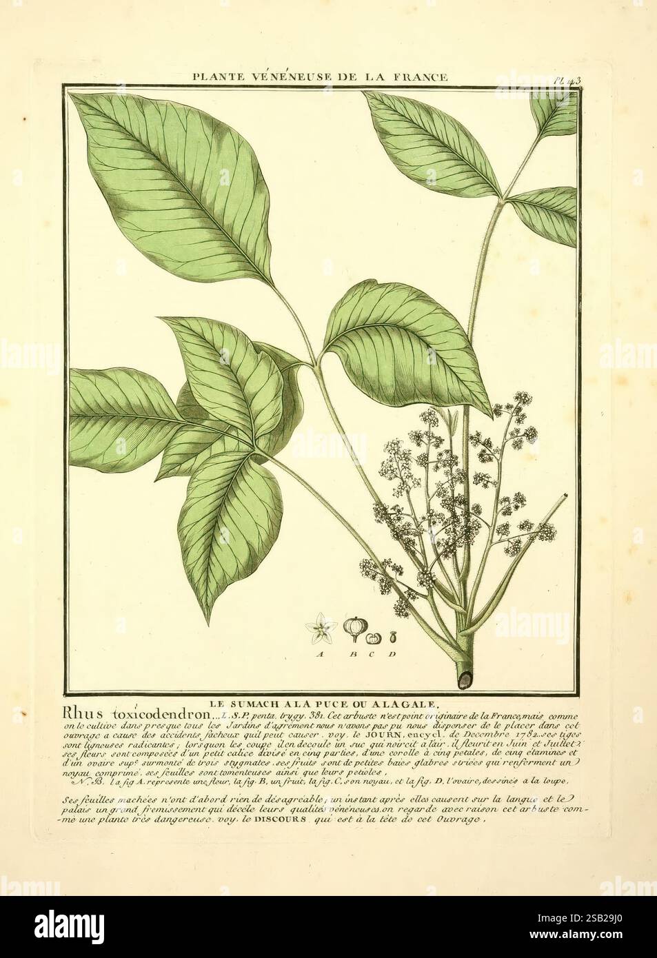 Three distinctive leaflets hi-res stock photography and images - Alamy