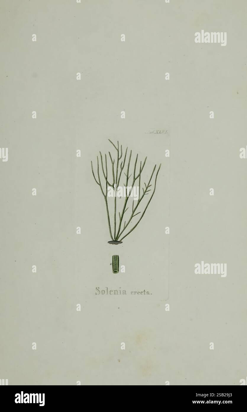 Solenia erecta hi-res stock photography and images - Alamy