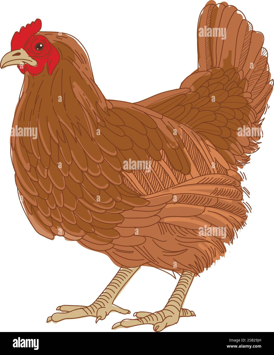 Hen, chicken sketch. Poultry farm, farming concept. Contour outline ...