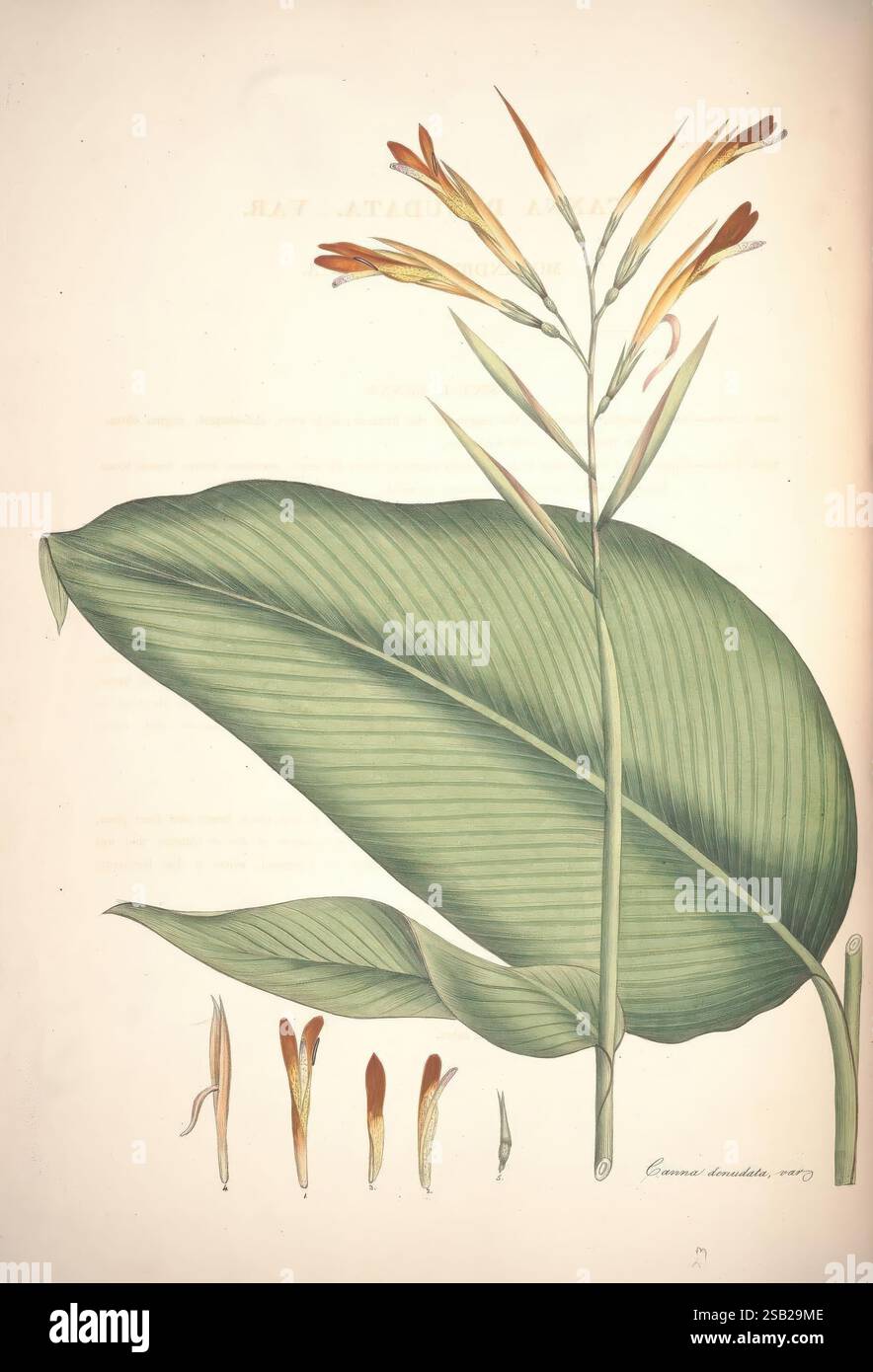 Central stalk features hi-res stock photography and images - Alamy