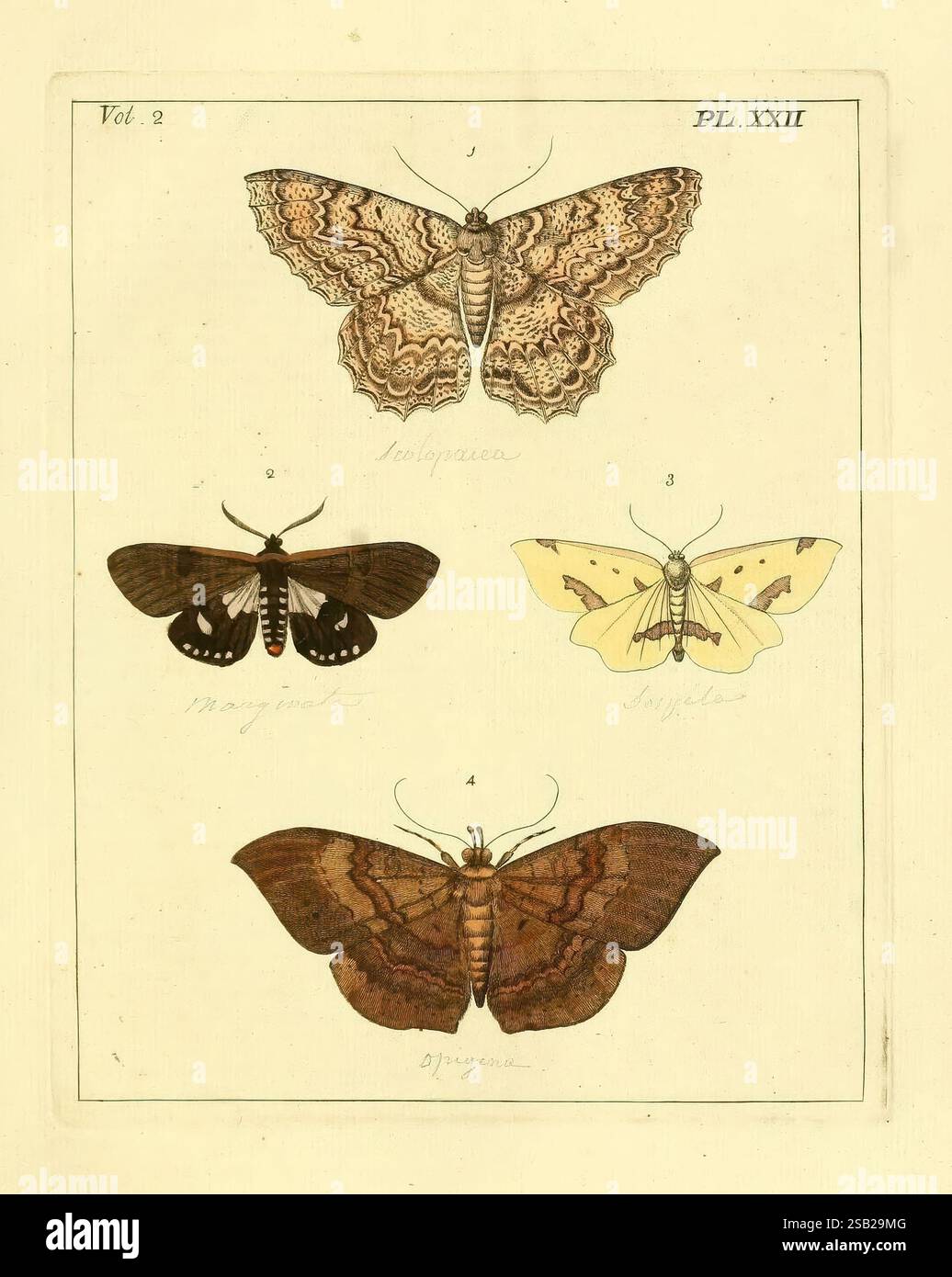 Exhibiting delicate wing patterns hi-res stock photography and images ...