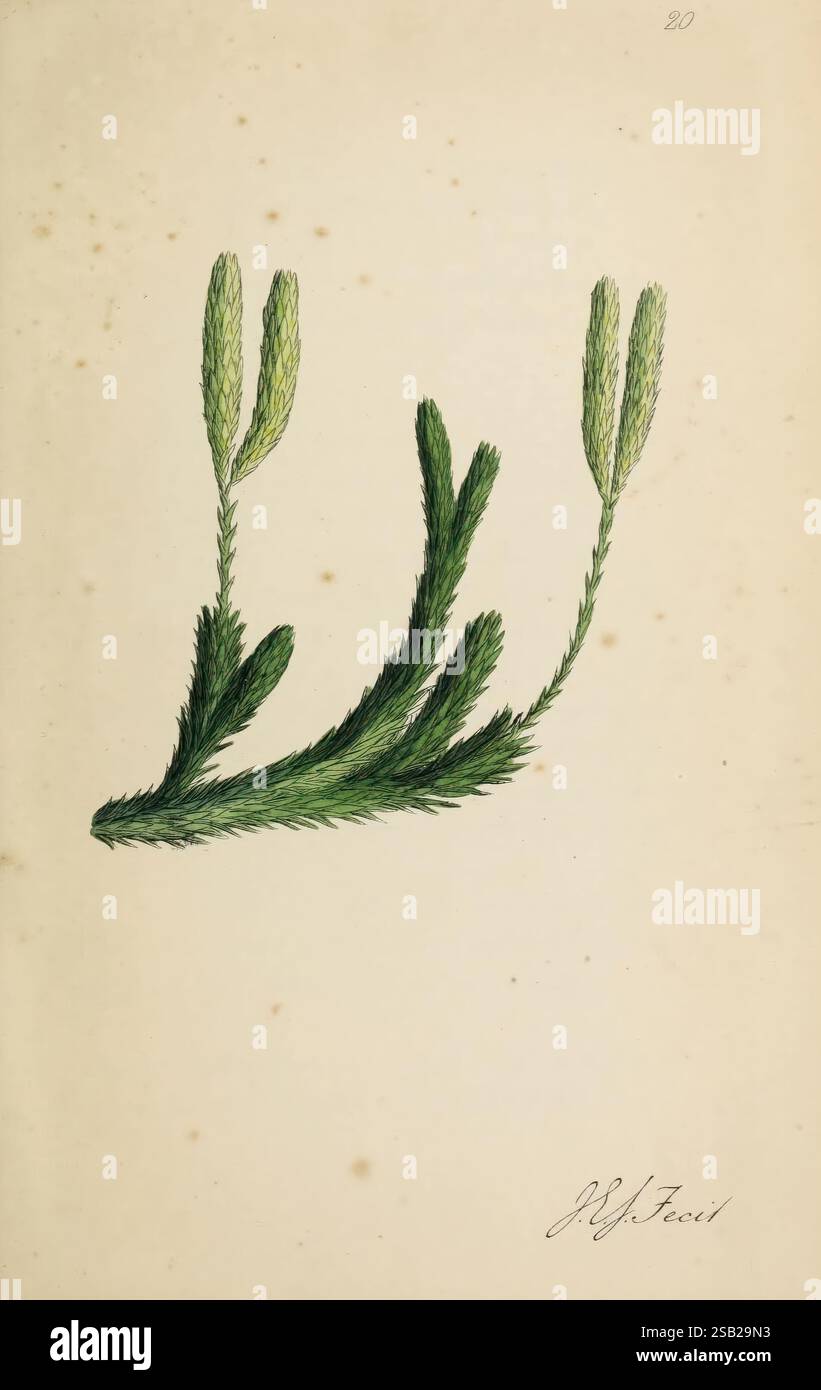 The ferns and fern allies of Wakefield and its neighbourhood, Wakefield ...