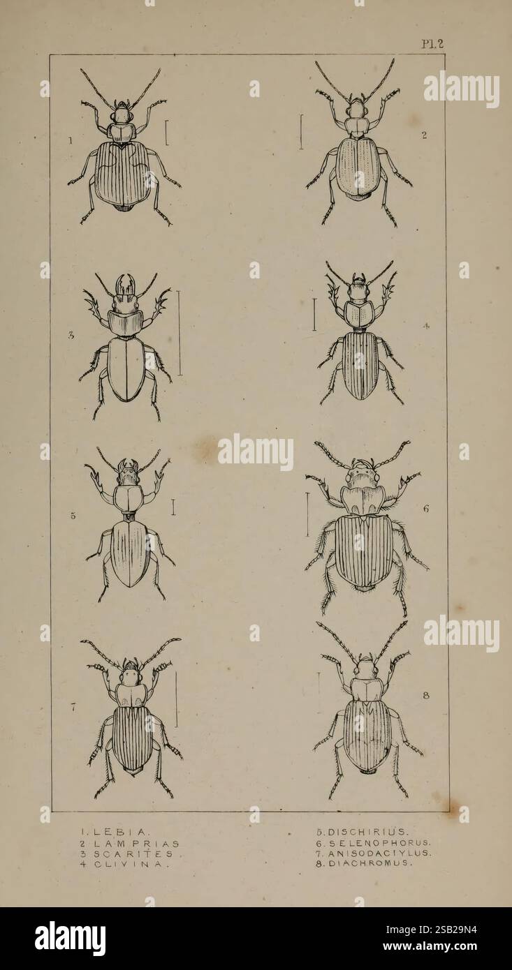 The British Coleoptera delineated, London, W. Crofts, 1840, beetles ...