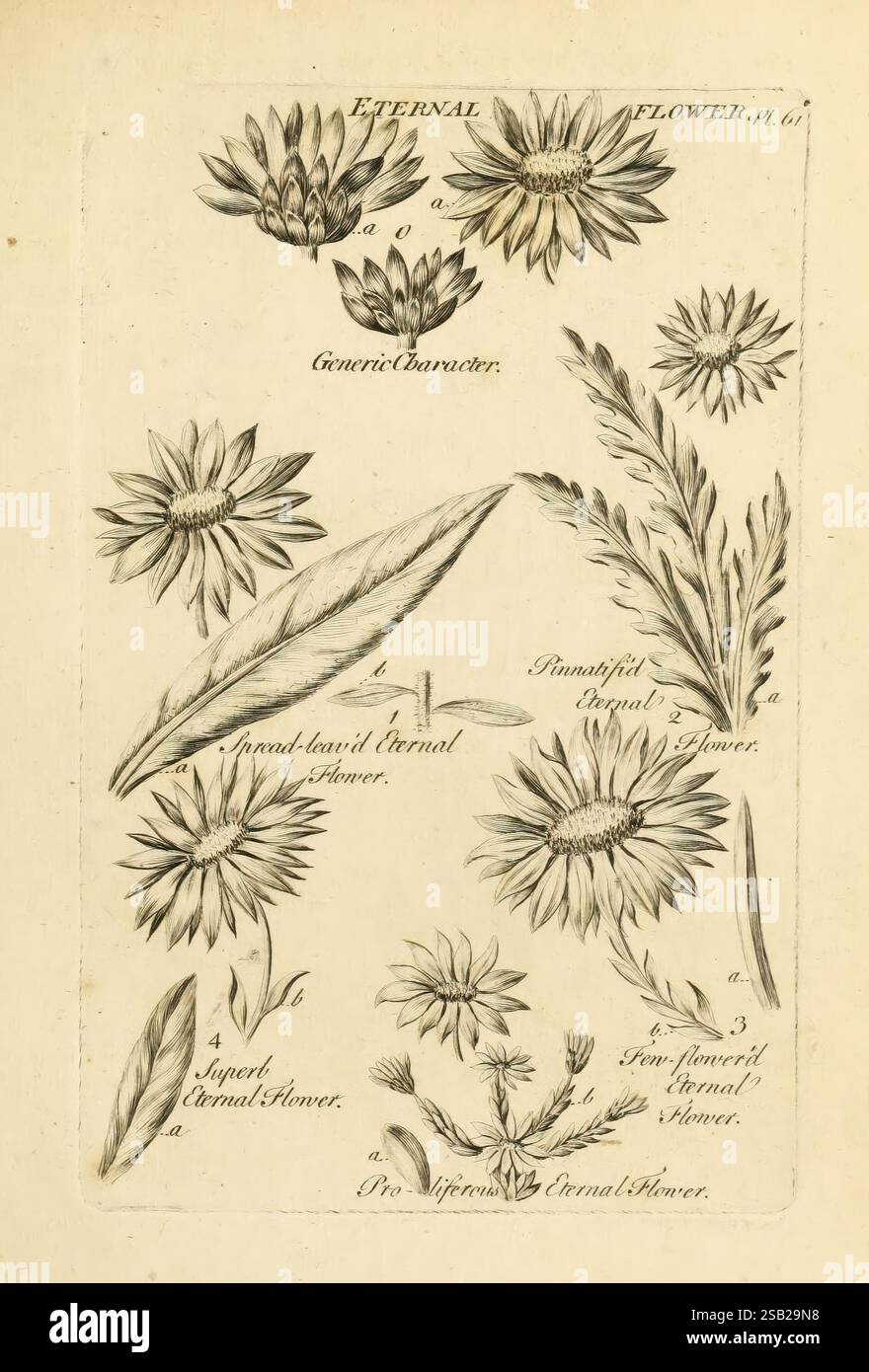 Showcasing different petal structures hi-res stock photography and ...