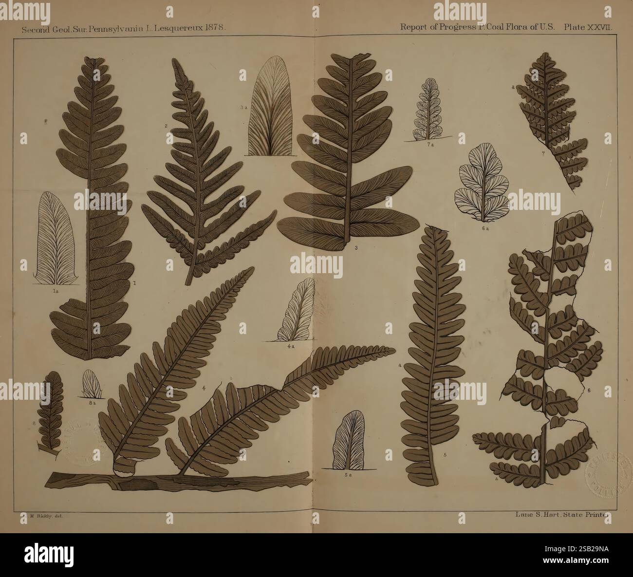 Fern types hi-res stock photography and images - Alamy